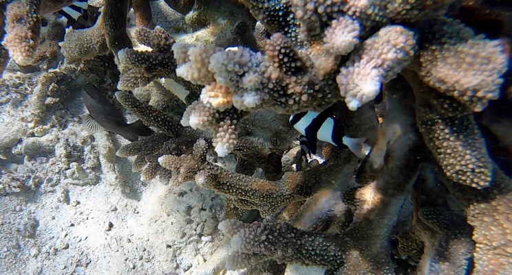 Oyster Stacks | THe long paddock