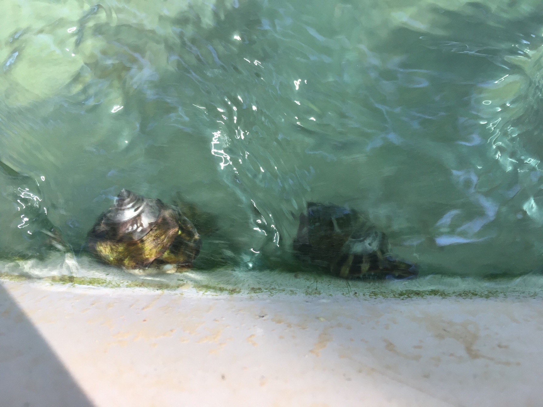 Ardyaloon Trachus Hatchery and Aquarium | THe long paddock