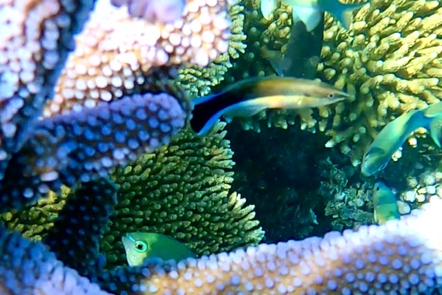 John Brewer Reef, Great Barrier Reef | THe long paddock