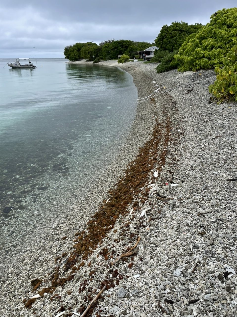 One Tree Island 2022 | THe long paddock