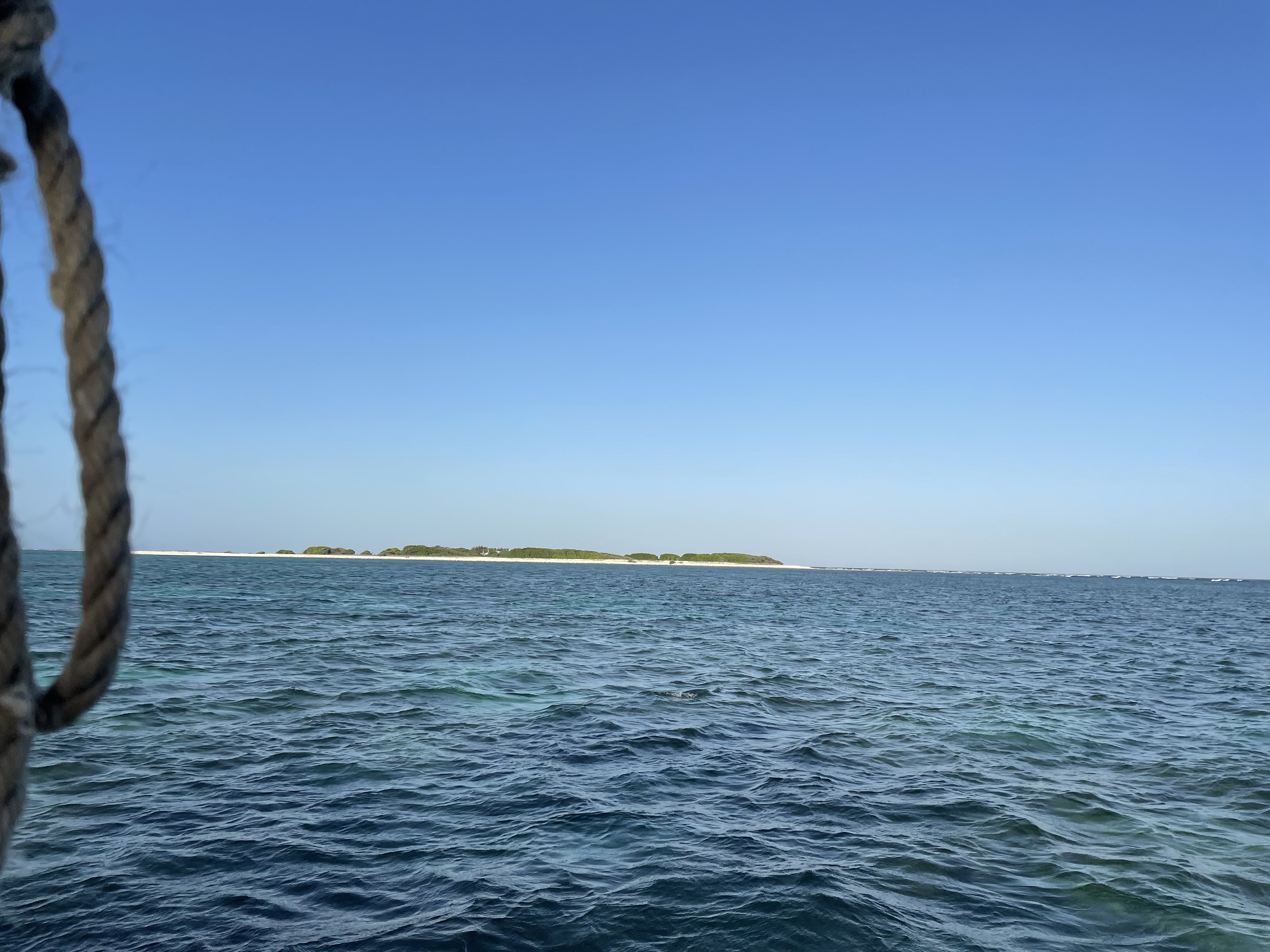 One Tree Island 2022 | THe long paddock