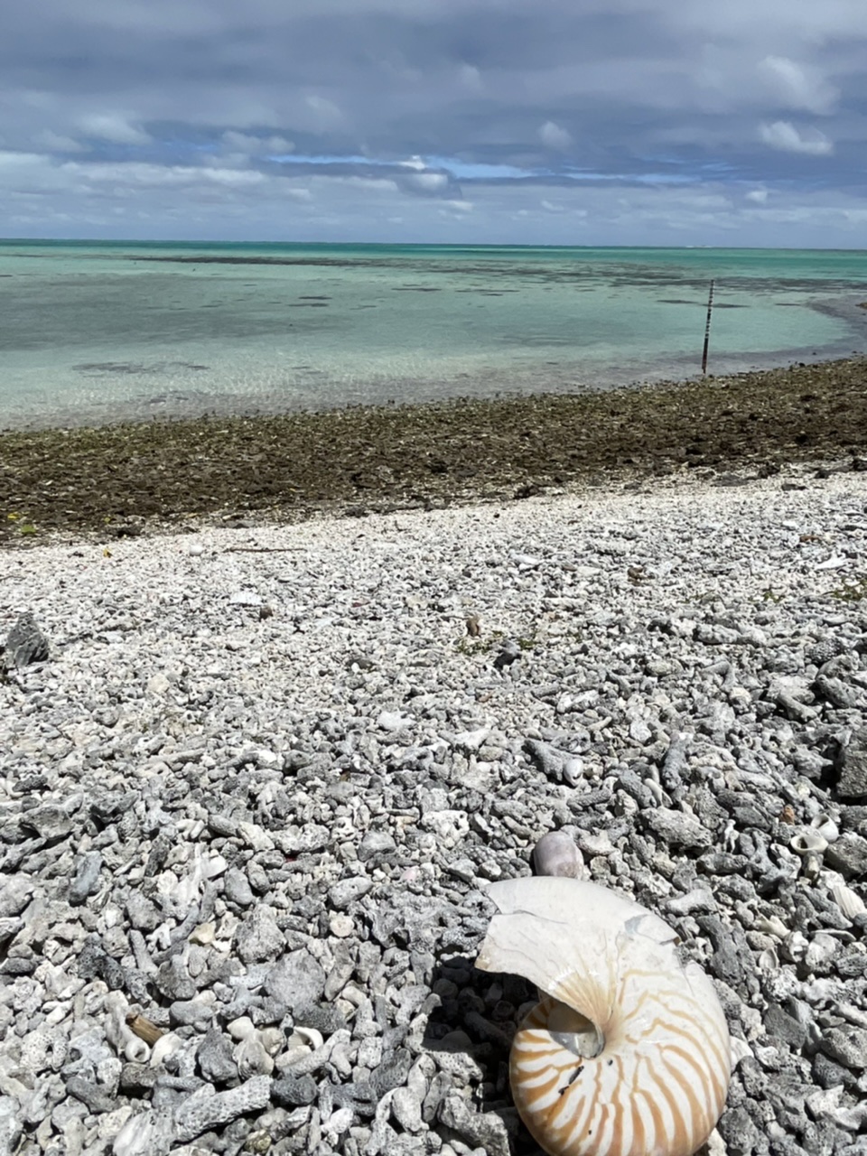 One Tree Island 2022 | THe long paddock