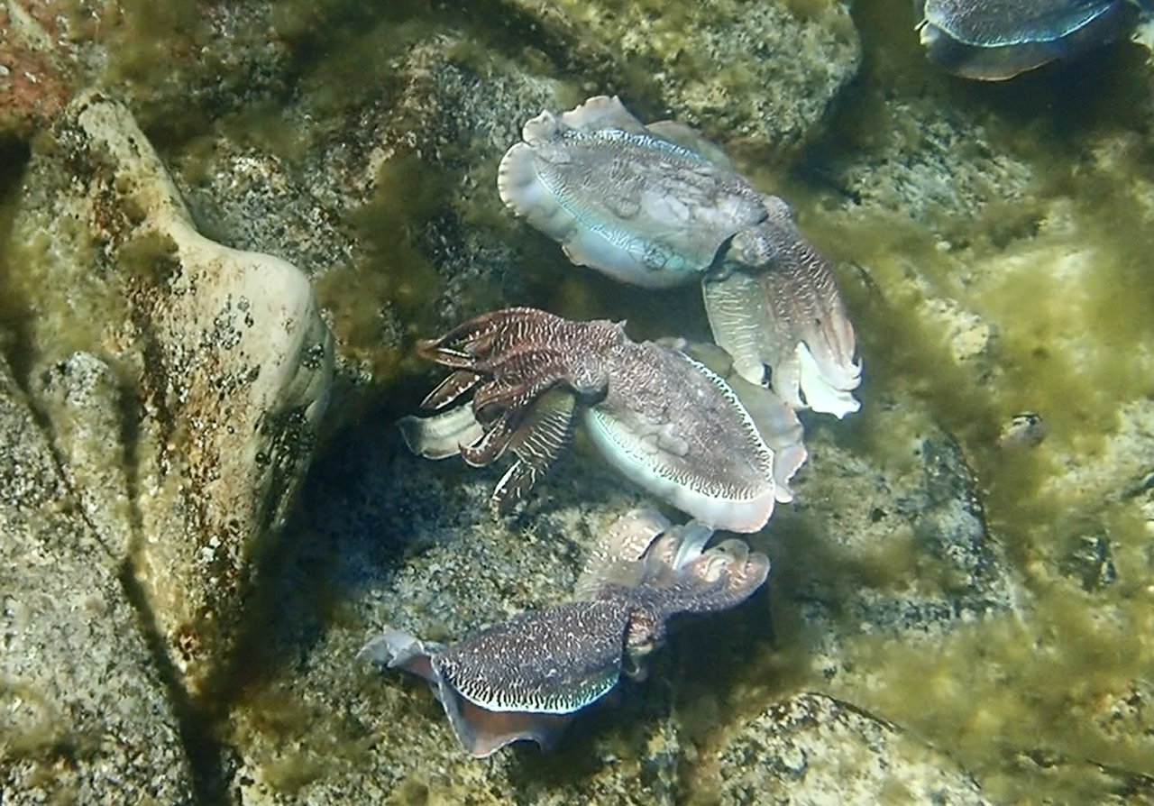 Swimming with Giant Cuttlefish, Whyalla SA. | THe long paddock