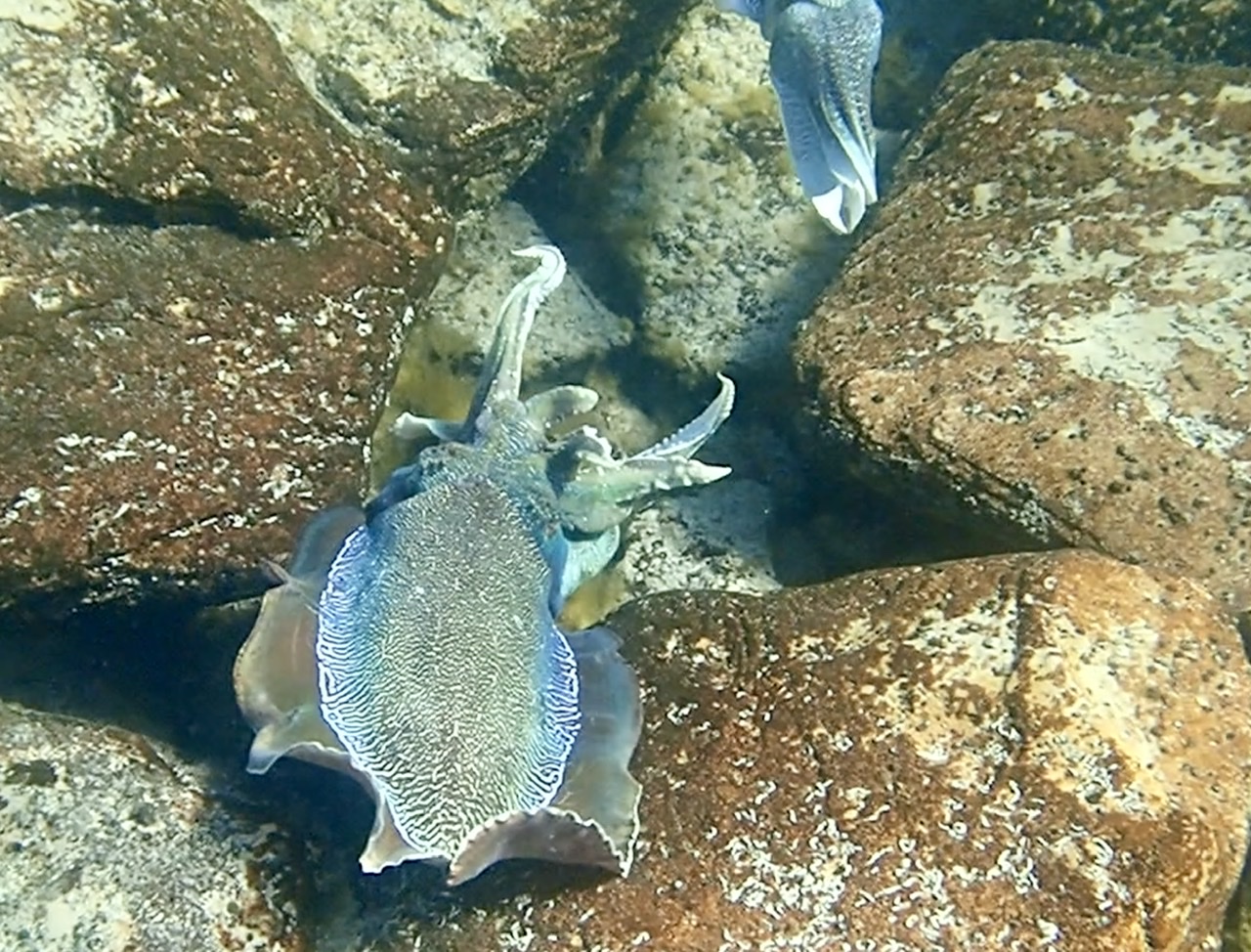 Swimming with Giant Cuttlefish, Whyalla SA. | THe long paddock