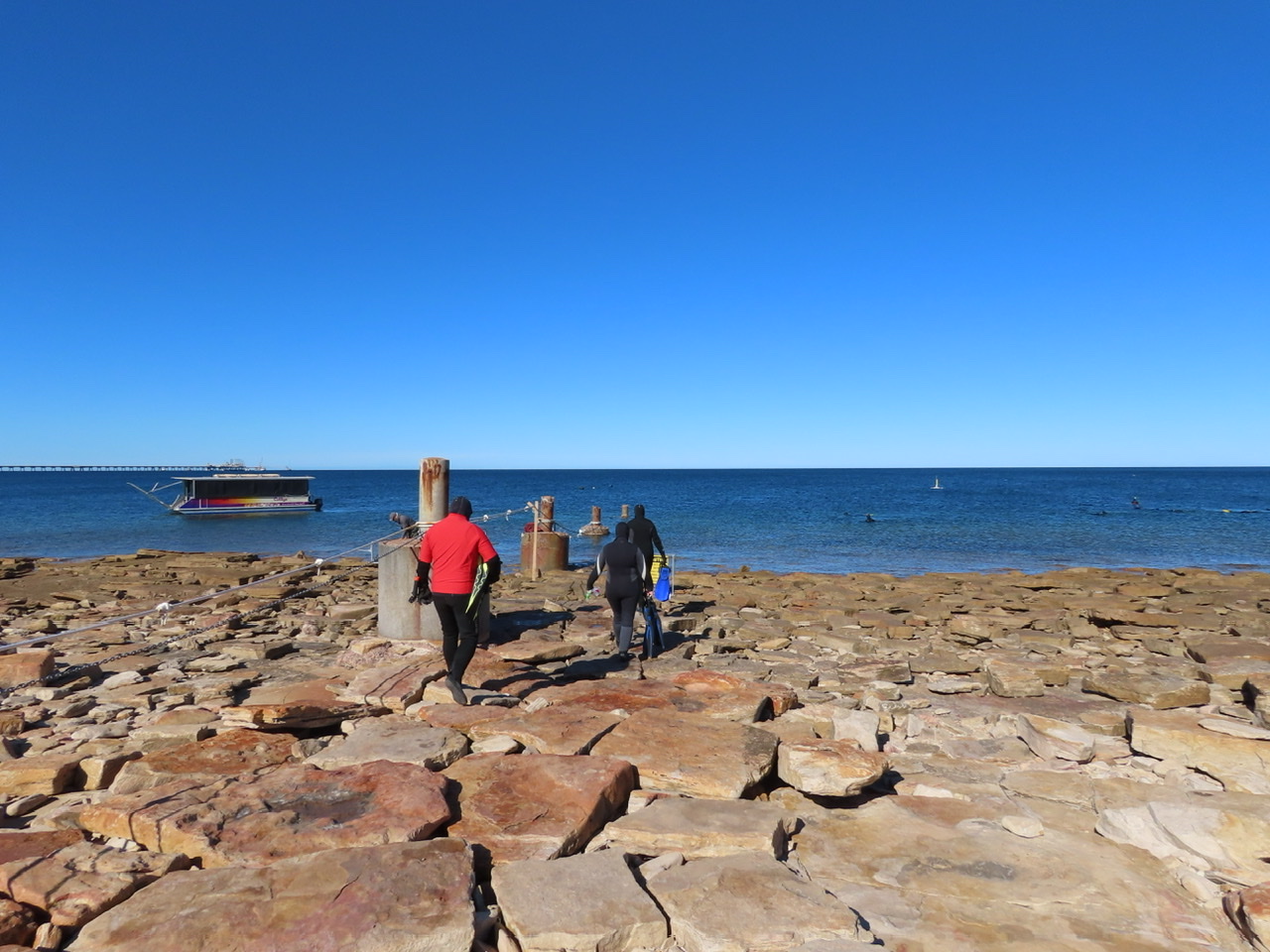 Swimming with Giant Cuttlefish, Whyalla SA. | THe long paddock