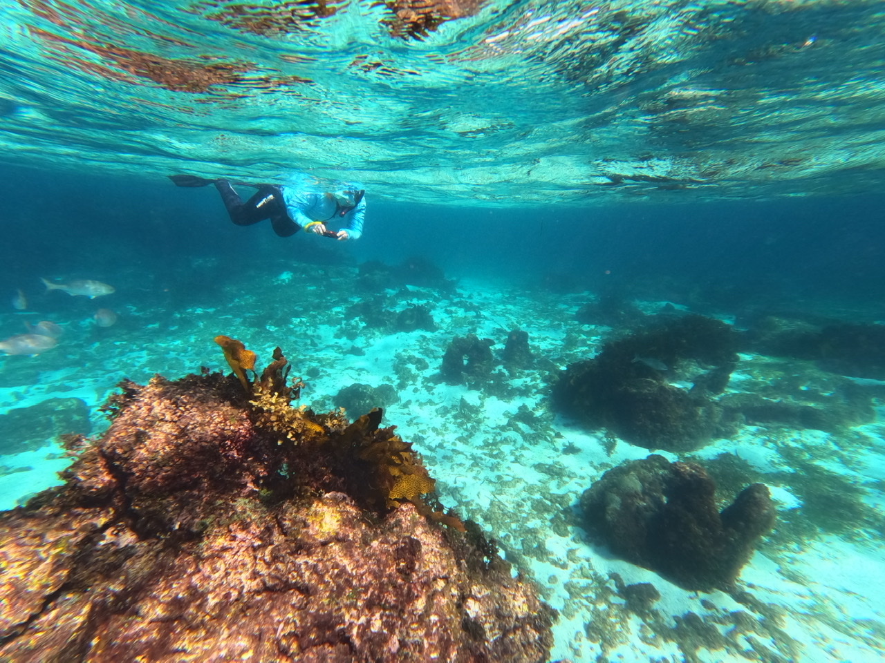 5dd21dc2-e91f-4c93-b27f-55199cf27f0f | THe long paddock