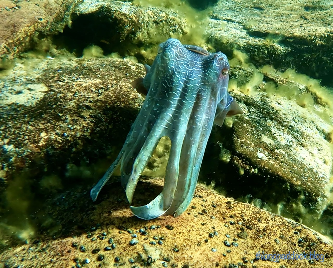 Swimming with Giant Cuttlefish, Whyalla SA. | THe long paddock