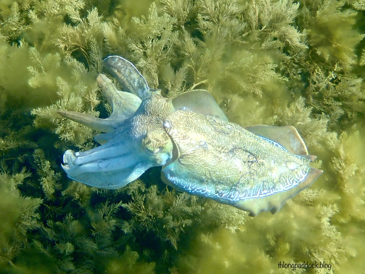 Swimming with Giant Cuttlefish, Whyalla SA. | THe long paddock
