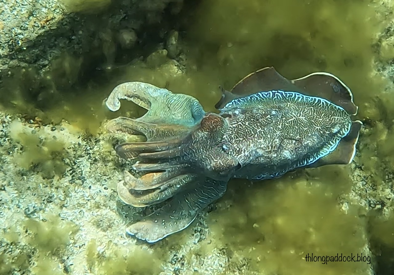 Swimming with Giant Cuttlefish, Whyalla SA. | THe long paddock