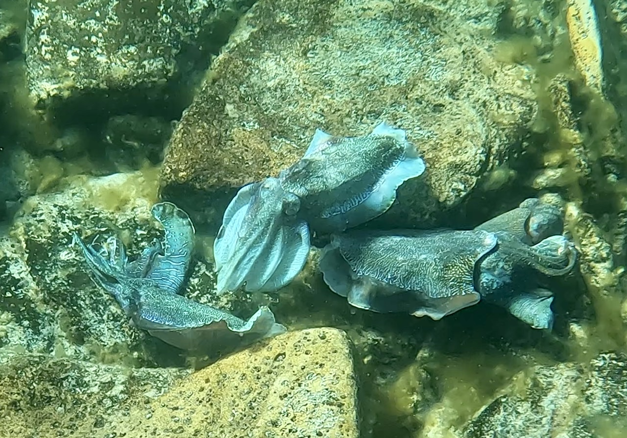 Swimming with Giant Cuttlefish, Whyalla SA. | THe long paddock