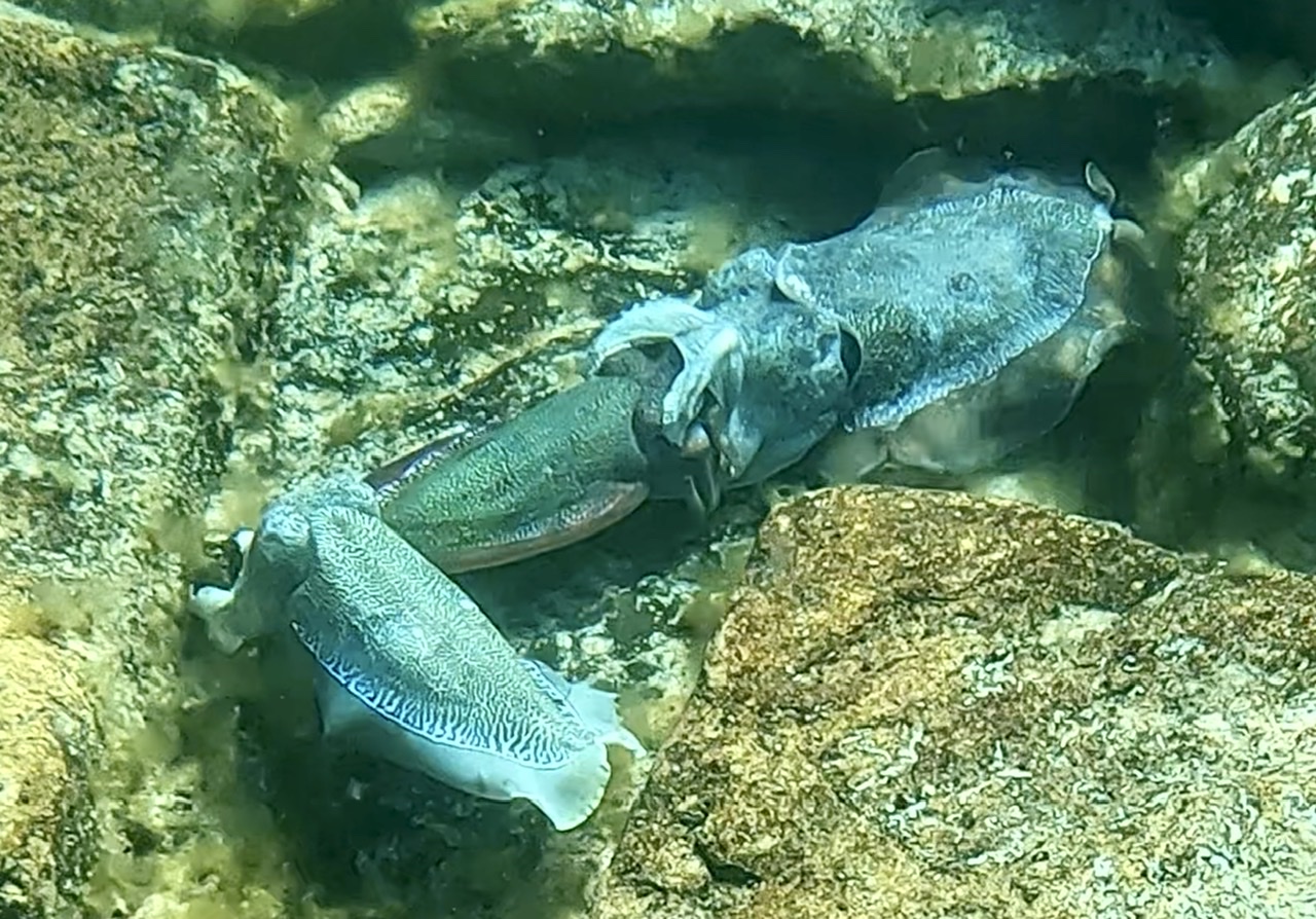 Swimming with Giant Cuttlefish, Whyalla SA. | THe long paddock