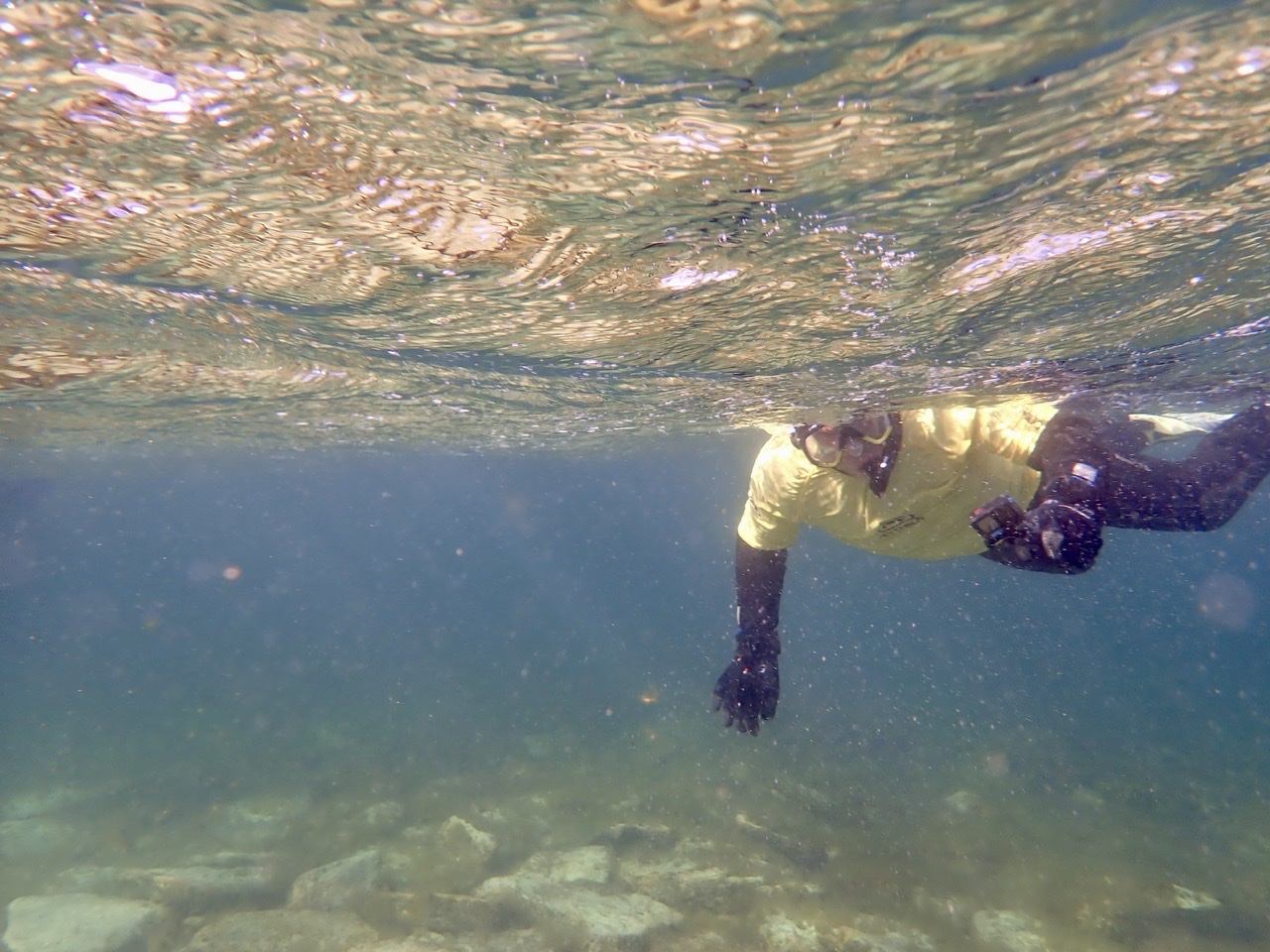 Swimming with Giant Cuttlefish, Whyalla SA. | THe long paddock
