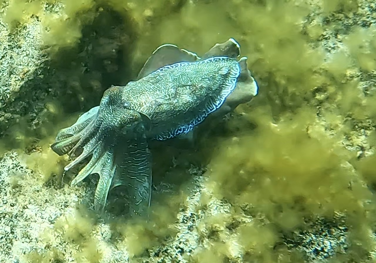Swimming with Giant Cuttlefish, Whyalla SA. | THe long paddock
