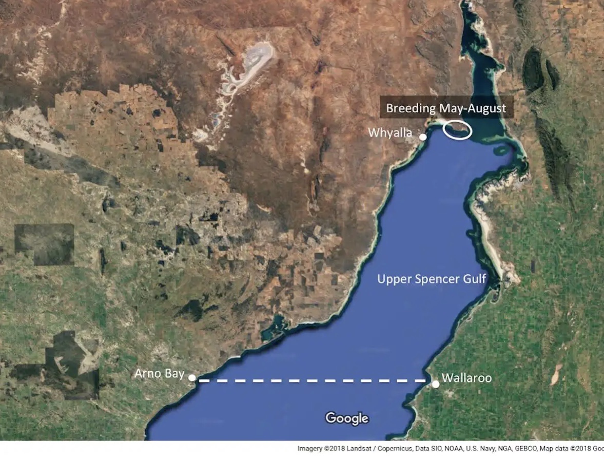 Swimming with Giant Cuttlefish, Whyalla SA. | THe long paddock